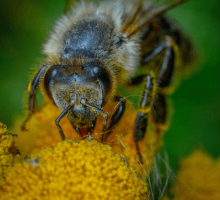 Random | 10 Fun Beekeeping Facts