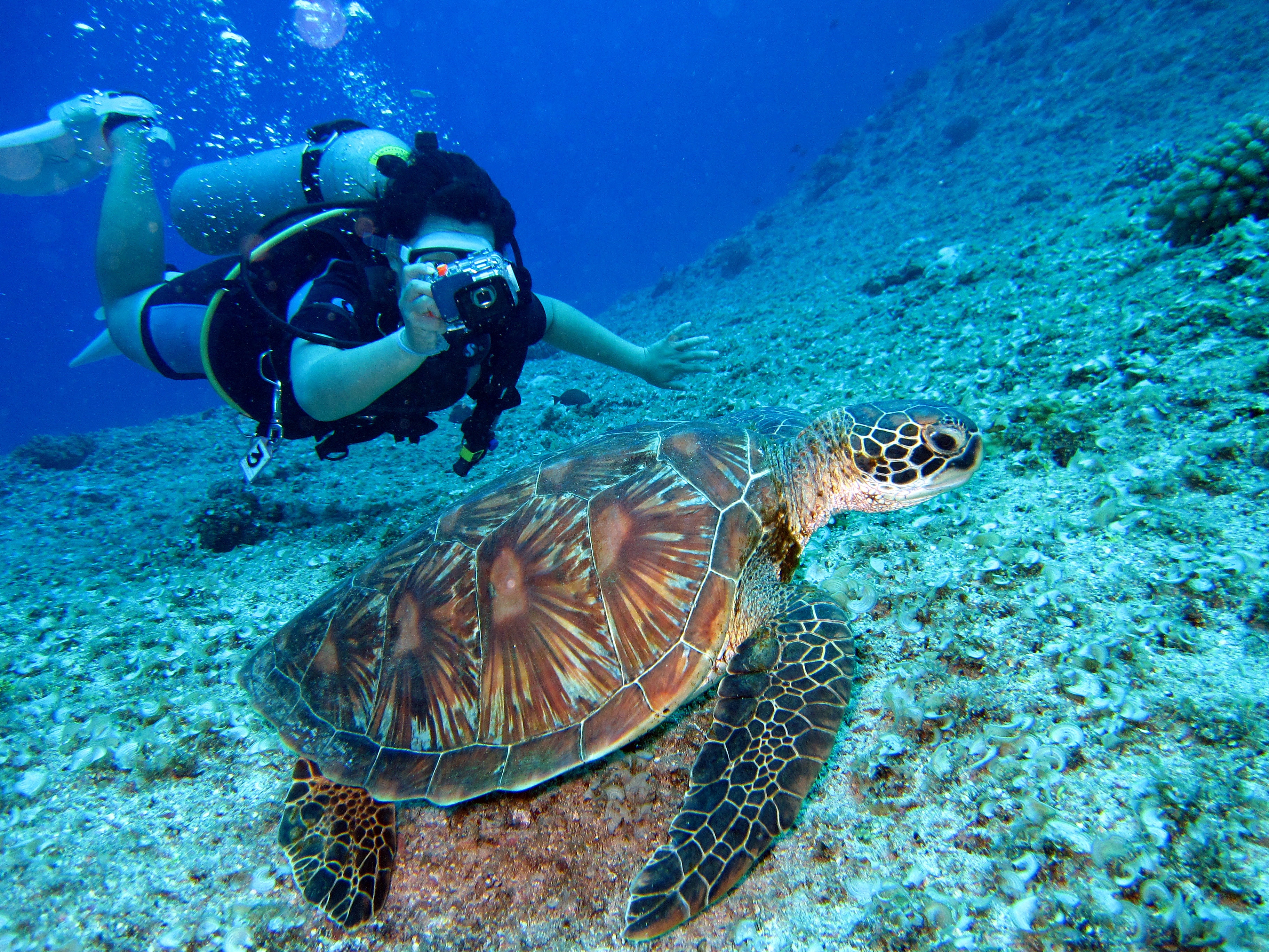 Random | Everything You Need to Know About Scuba Diving
